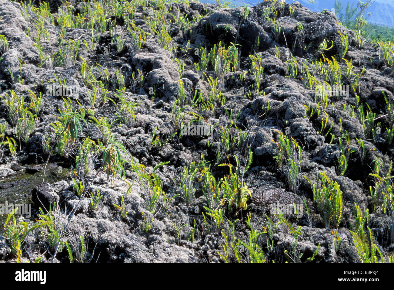 Fougères sur la lave du Piton de la Fournaise volcan bouclier, de l'île ...
