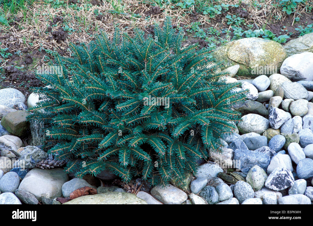 Picea nidiformis Banque de photographies et d’images à haute résolution ...