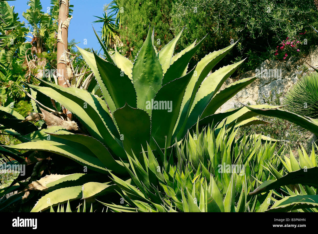 Agave agave sp Banque de photographies et d’images à haute résolution ...