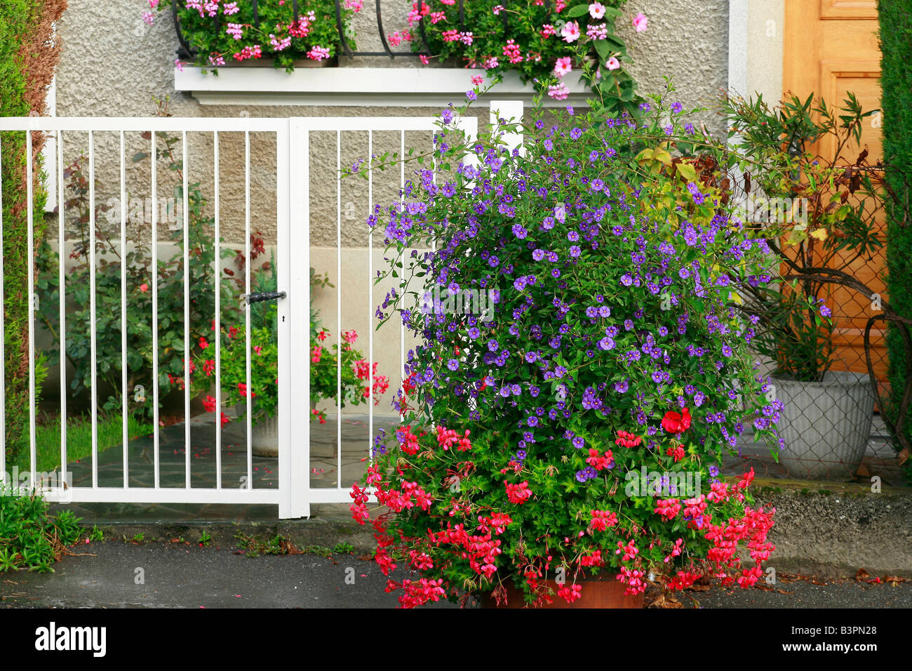 Solanum rantonnetii royal robe Banque de photographies et d’images à ...