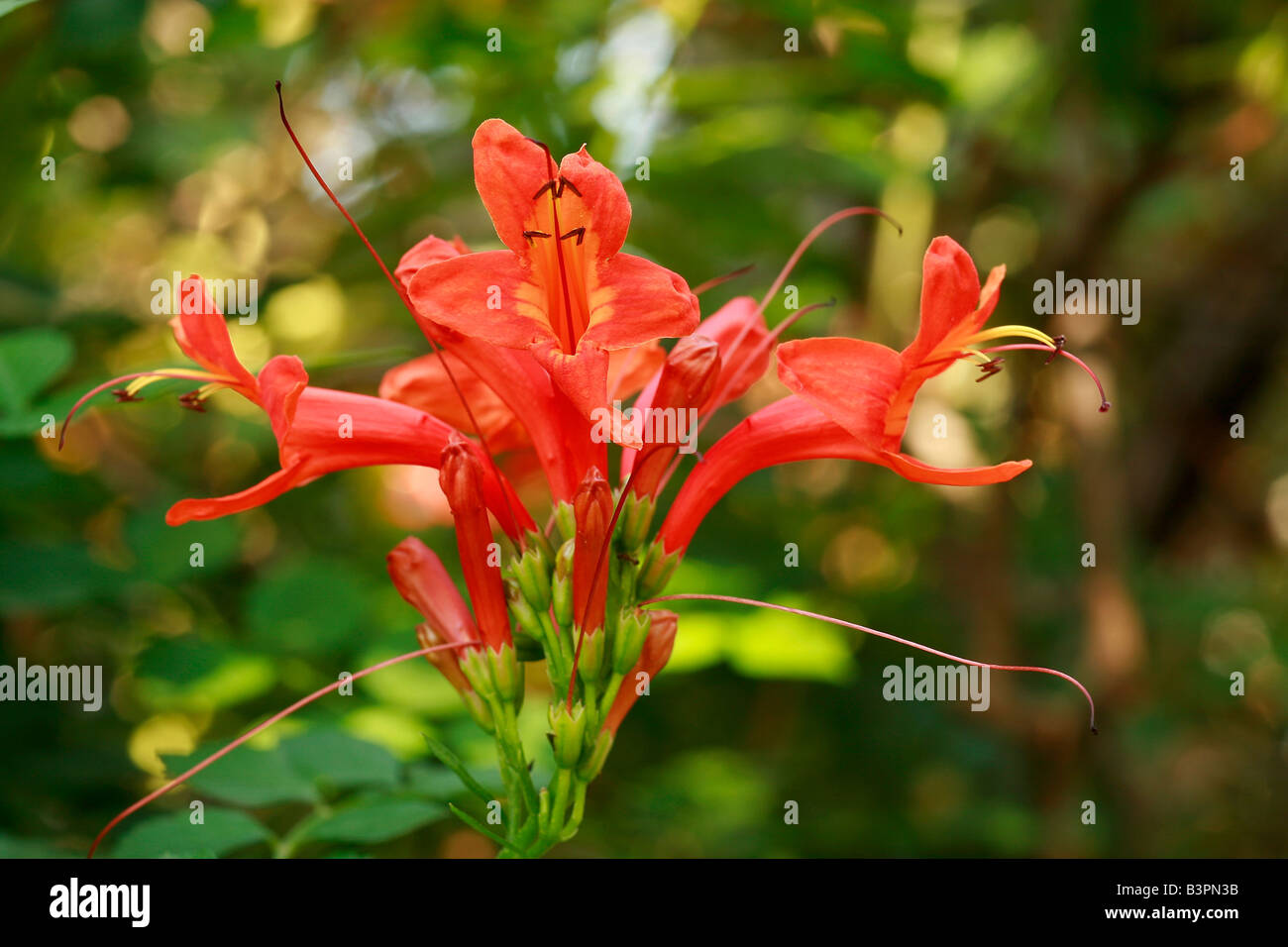 C capensis Banque de photographies et d’images à haute résolution - Alamy