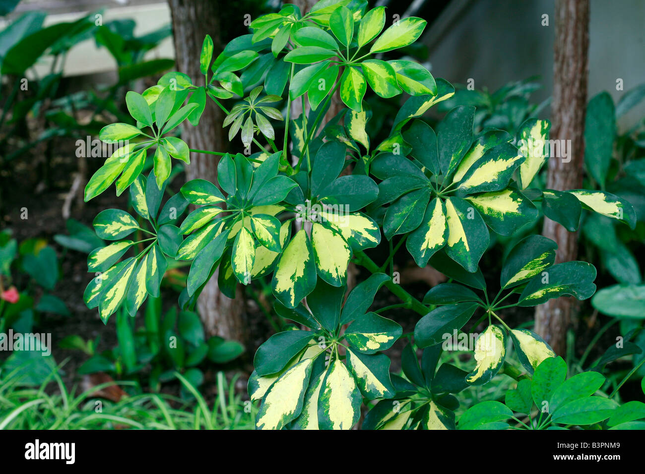 Schefflera actinophylla Banque de photographies et d’images à haute ...