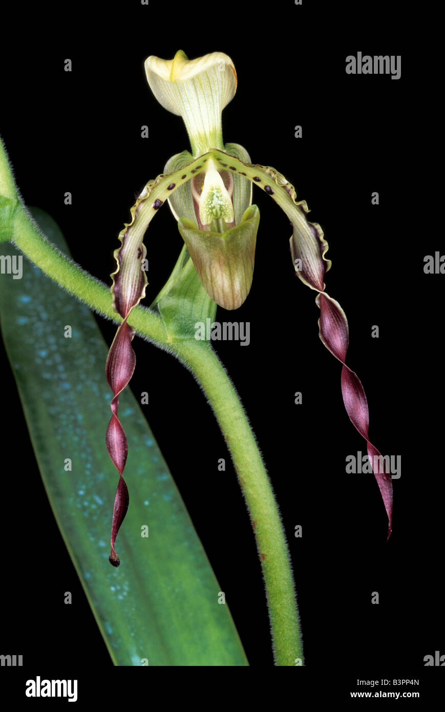 Paphiopedilum parishii Banque de photographies et d’images à haute ...