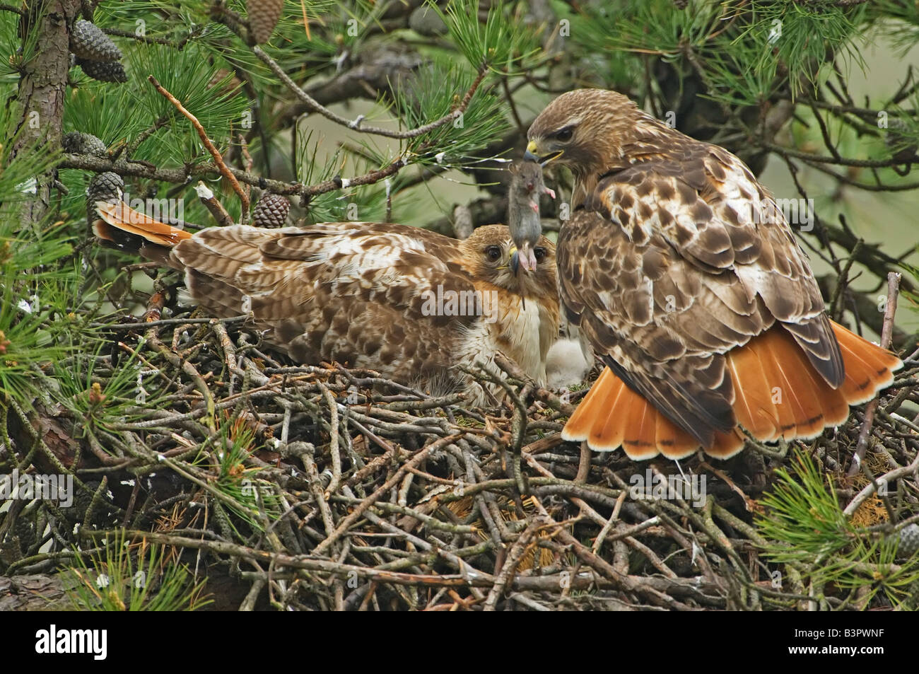 Buse à queue rousse Banque de photographies et d’images à haute résolution - Alamy