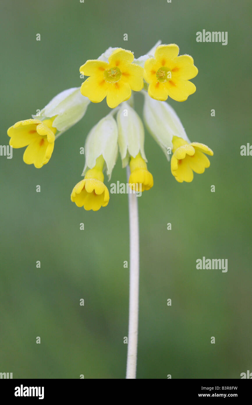 Primula officinalis Banque de photographies et d’images à haute ...