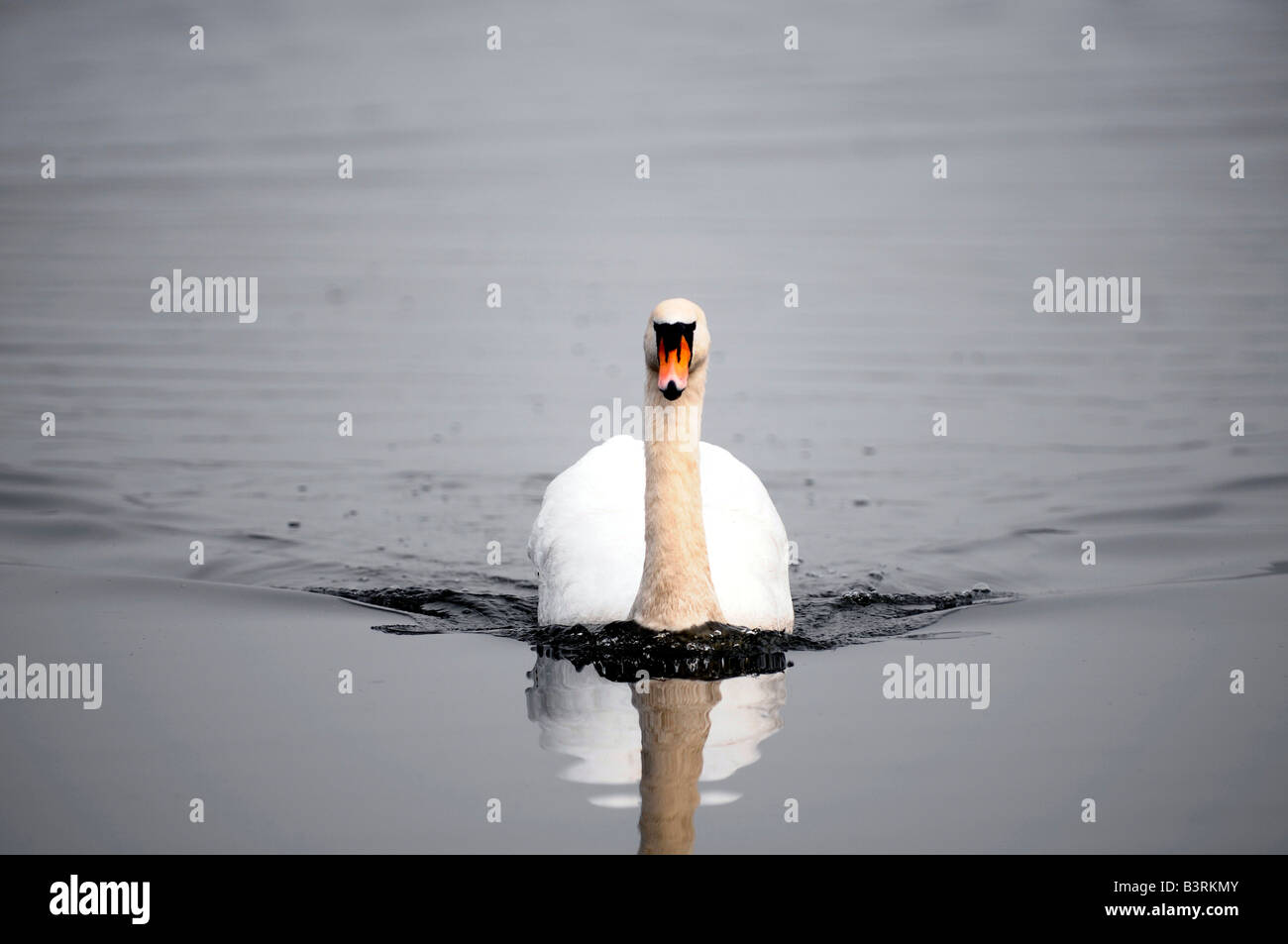 Un cygne muet Banque de photographies et d’images à haute résolution - Alamy