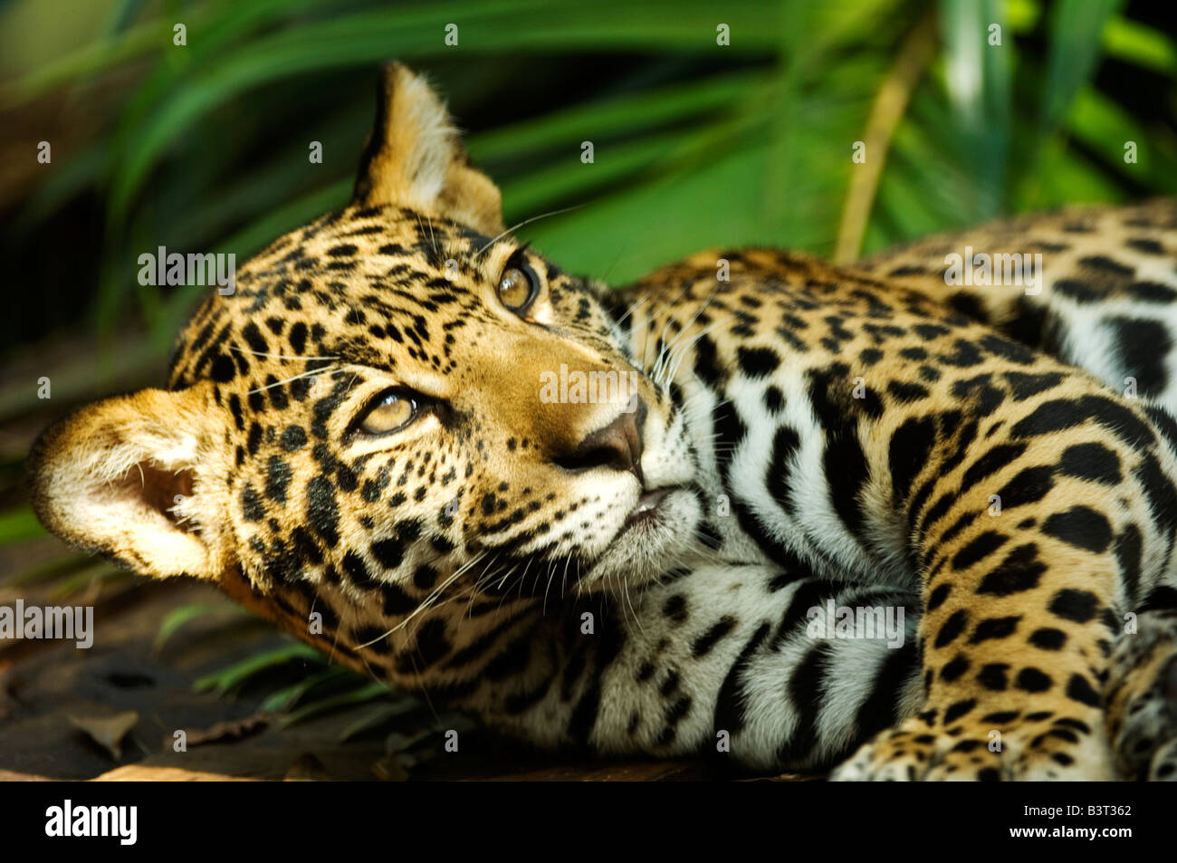 Oeil du jaguar Banque de photographies et d’images à haute résolution ... Oeil du jaguar Banque de photographies et d’images à haute résolution ...