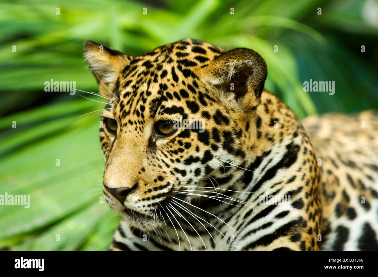 Oeil du jaguar Banque de photographies et d’images à haute résolution ... Oeil du jaguar Banque de photographies et d’images à haute résolution ...