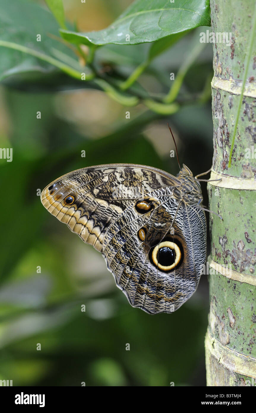 Caligo eurilochus papillon Hibou géant originaire de l'Amérique du Sud ...