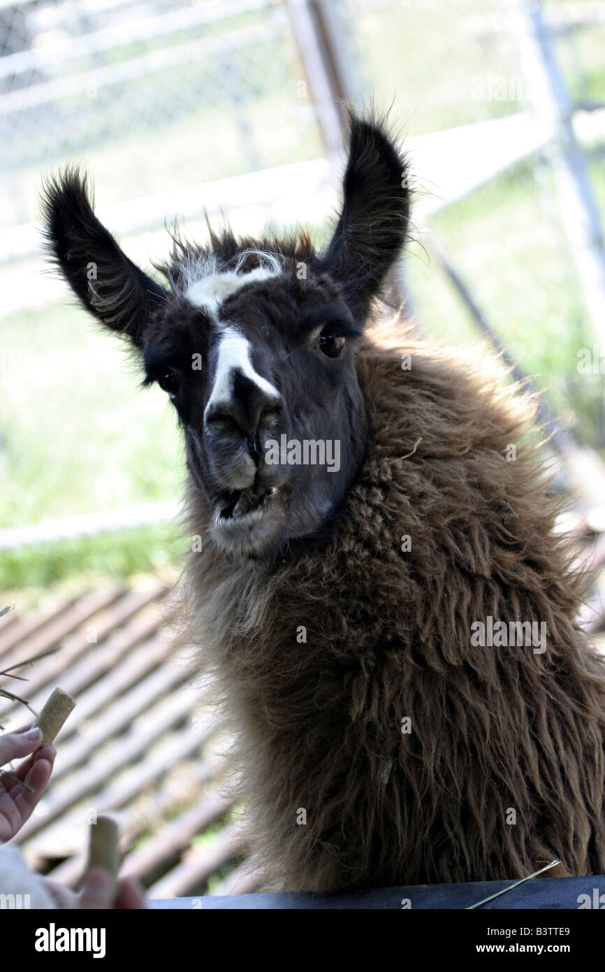 Un lama mange dans un enclos au paradis des animaux exotiques à ...