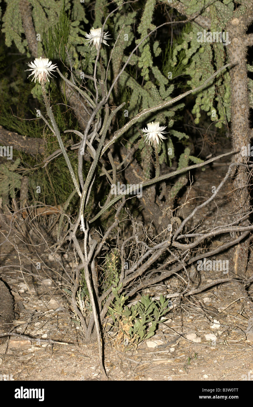 Peniocereus greggii cereus greggii Banque de photographies et d’images ...