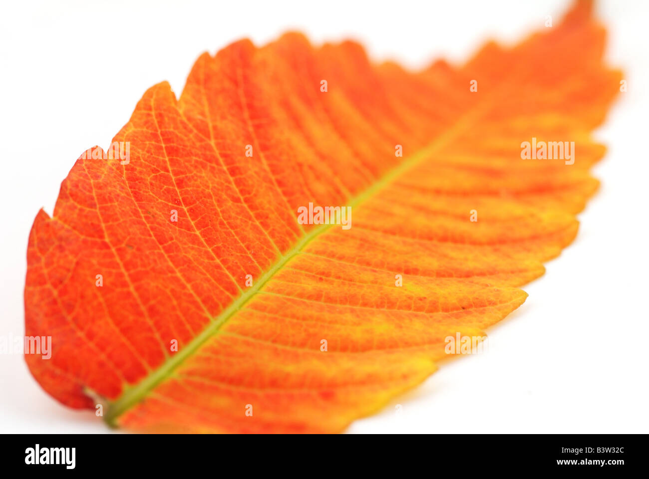 Feuille rouge et blanche Banque de photographies et d’images à haute ...