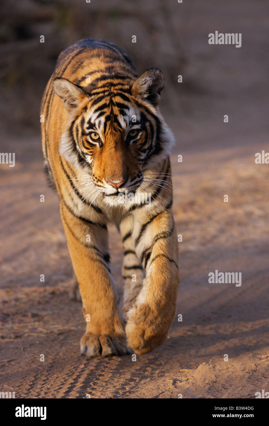 Tigre royal du bengale Banque de photographies et d’images à haute ...