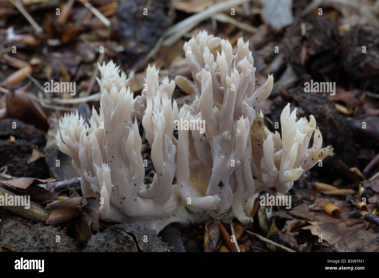 Clavulina coralloides Banque de photographies et d’images à haute ...