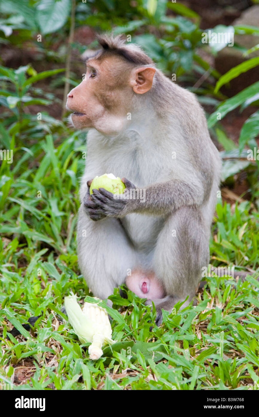 Monkeys eating corn Banque de photographies et d’images à haute résolution - Alamy