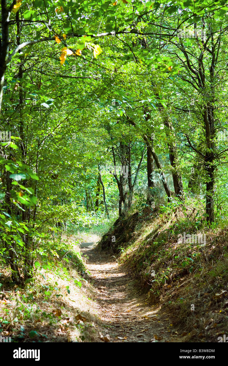 Sentier forestier Bretagne France Photo Stock - Alamy