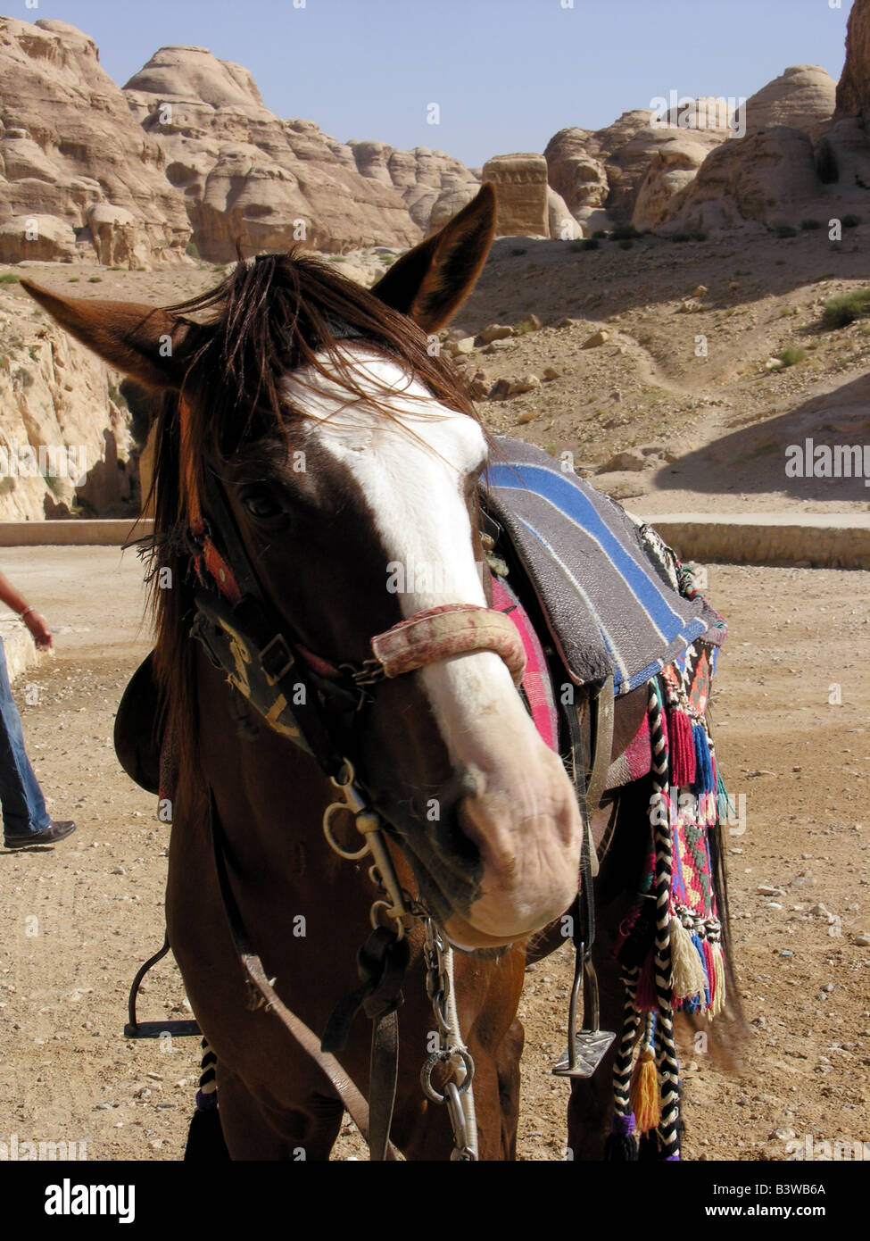 Selle cheval arabe Banque de photographies et d’images à haute ...