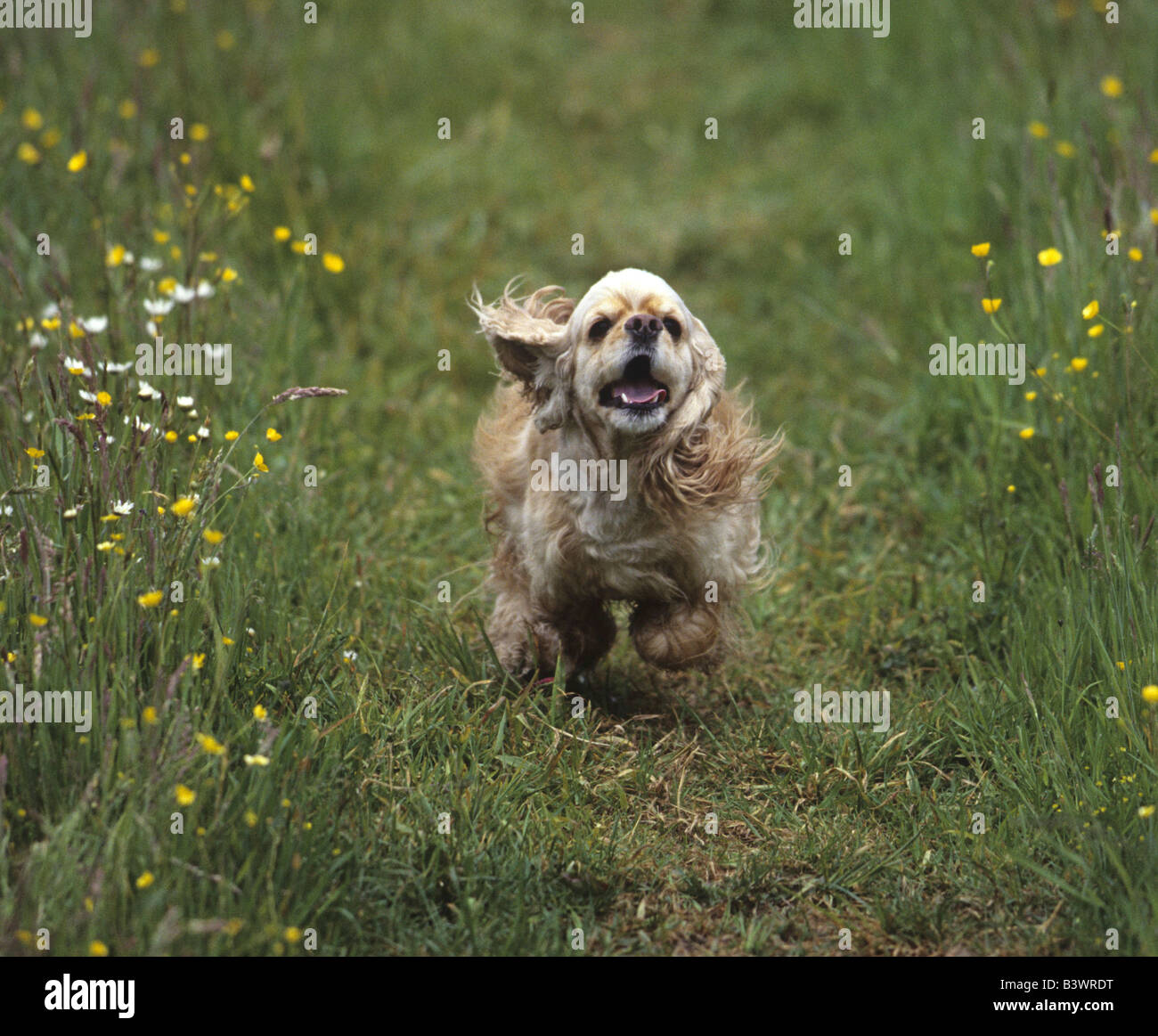 American cocker spaniel running Banque de photographies et d’images à ...