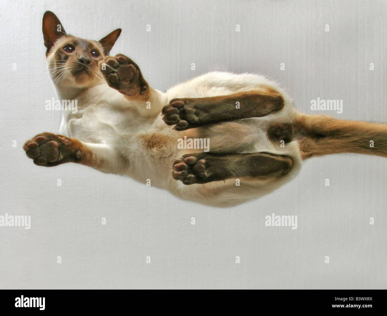 Vu de chat siamois sous les grandes pattes sur fond blanc. studio set ...