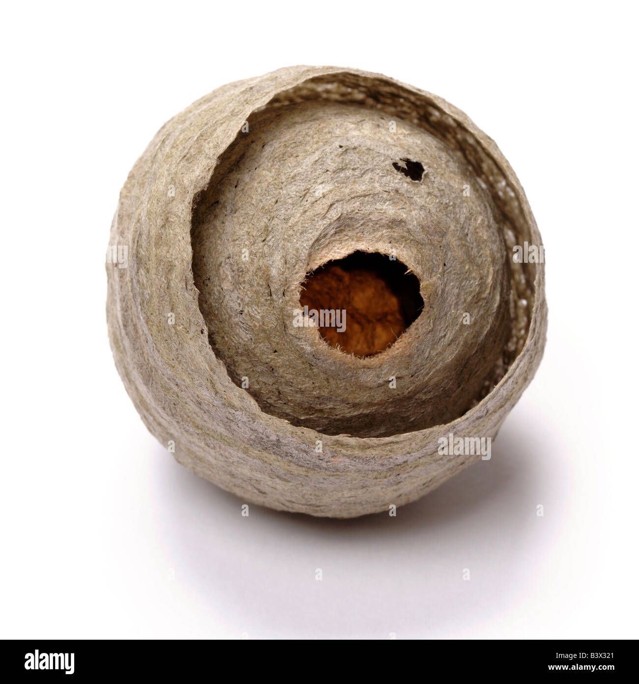 Guêpe cocon Banque de photographies et d’images à haute résolution - Alamy