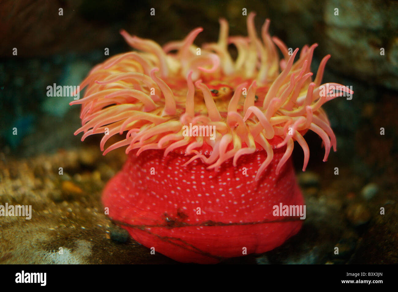 Anémone de mer Banque de photographies et d’images à haute résolution ...