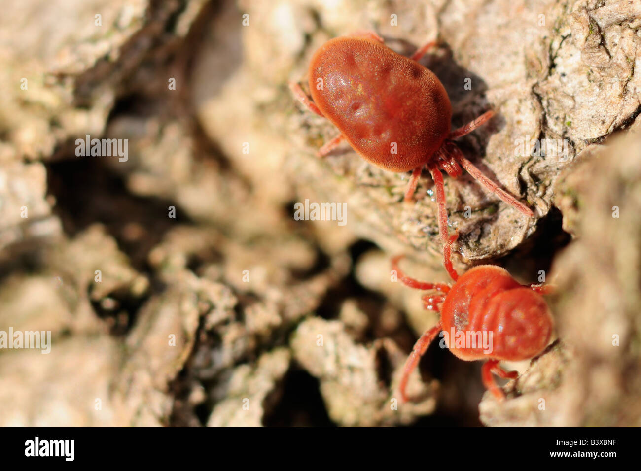 Acarien du trombidium rouge Banque de photographies et d’images à haute ...