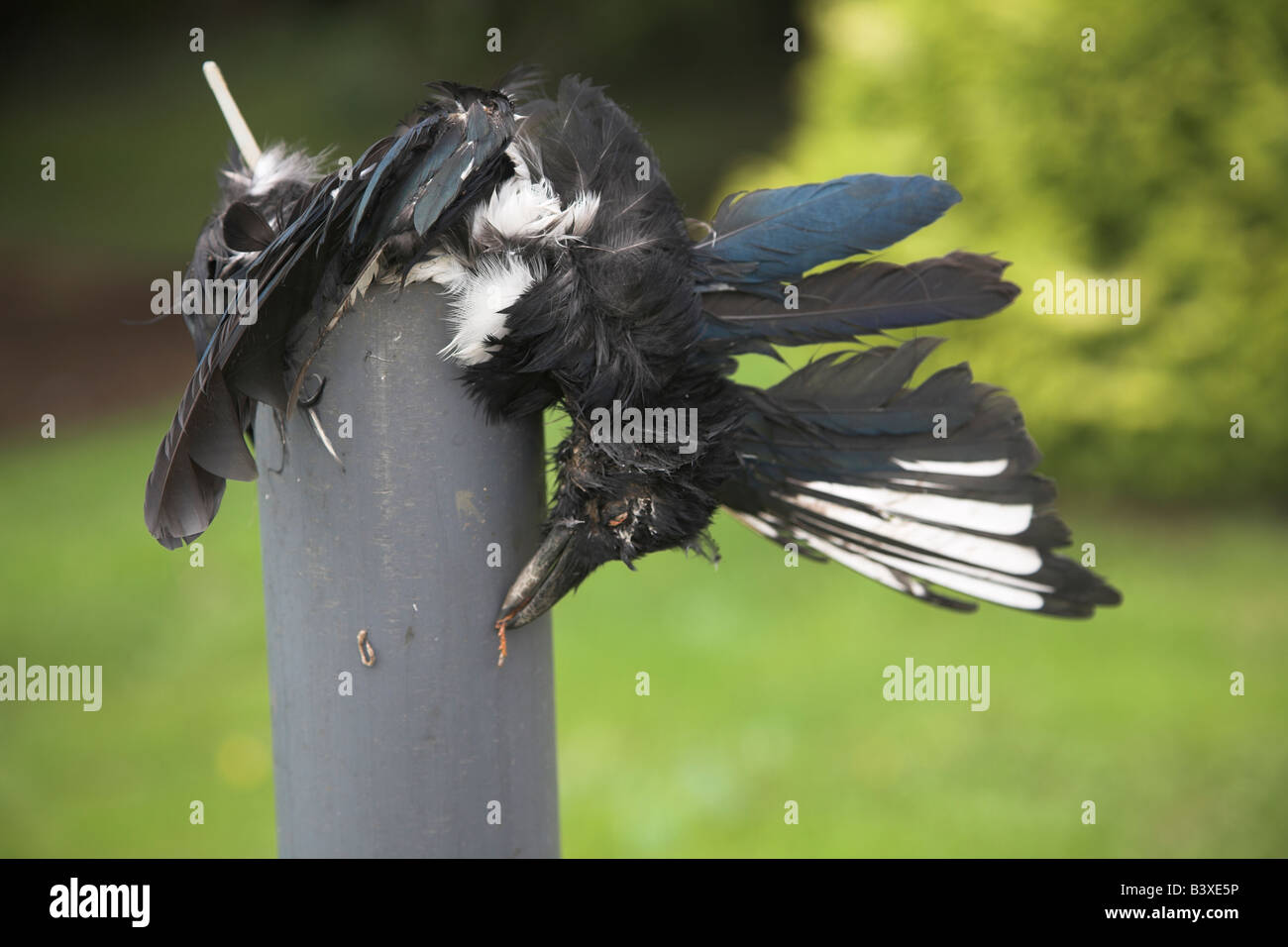 Pie morte Banque de photographies et d’images à haute résolution - Alamy