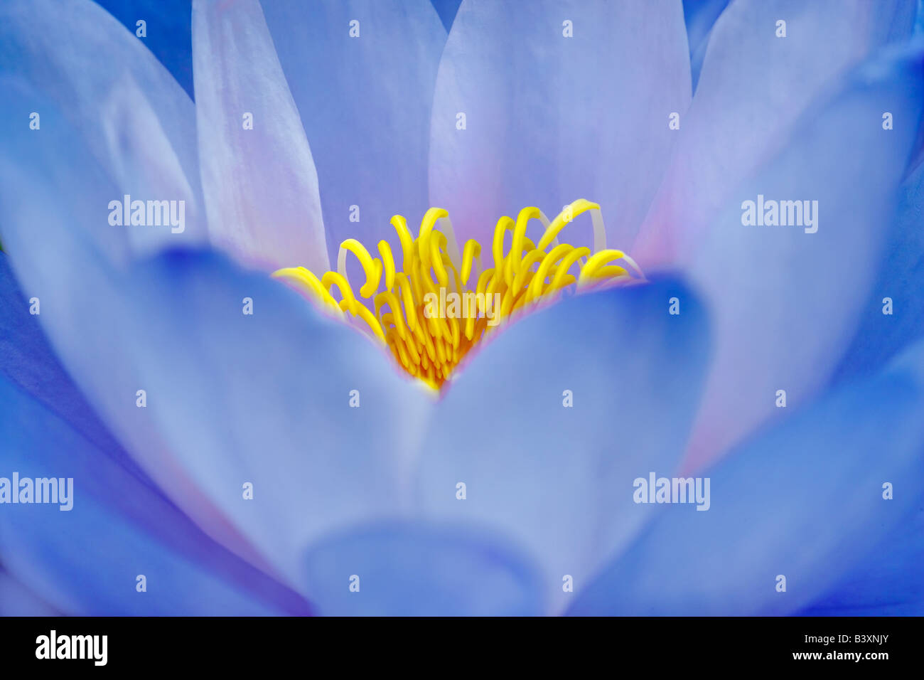 Nénuphar bleu nymphaea gigantea Banque de photographies et d’images à ...