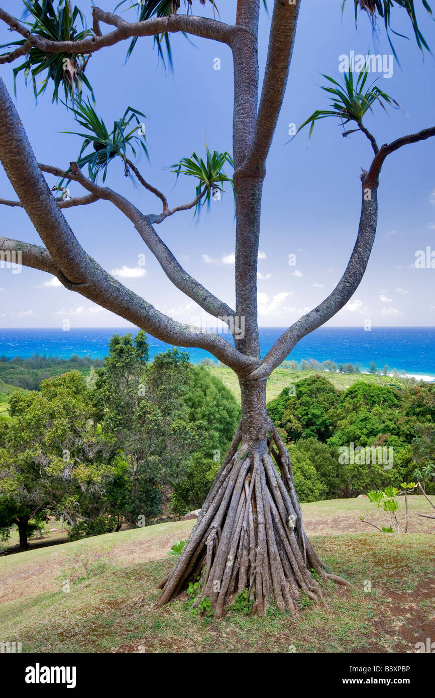 Le pandanus Banque de photographies et d’images à haute résolution - Alamy
