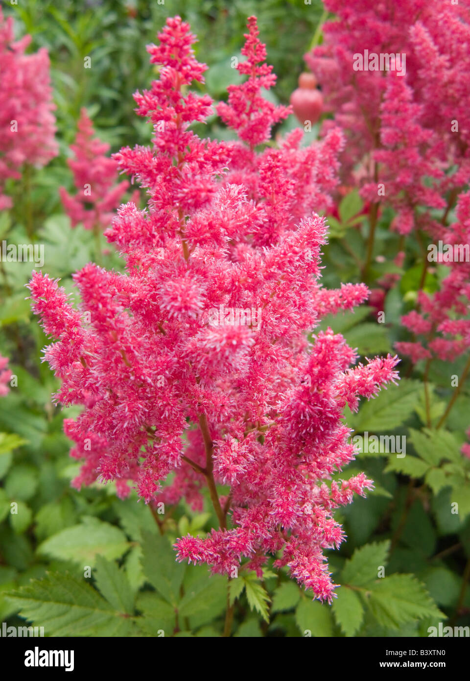 Astilbe rouge Banque de photographies et d’images à haute résolution ...