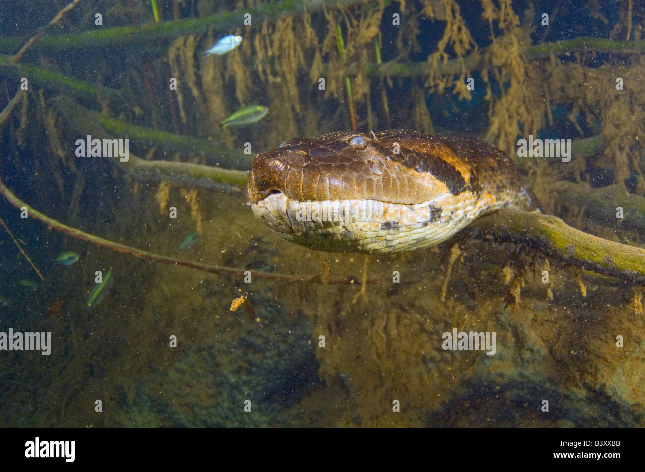 Ft 16 anaconda vert Eunectes murinus photographié sous l'eau dans le ...