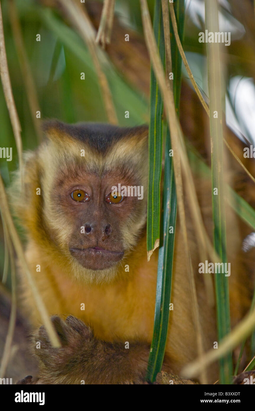 Capucin brun Banque de photographies et d’images à haute résolution - Alamy