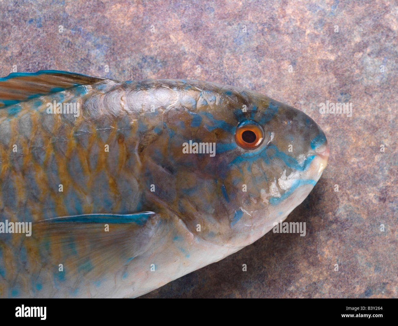 Poisson des caraïbes Banque de photographies et d’images à haute ...
