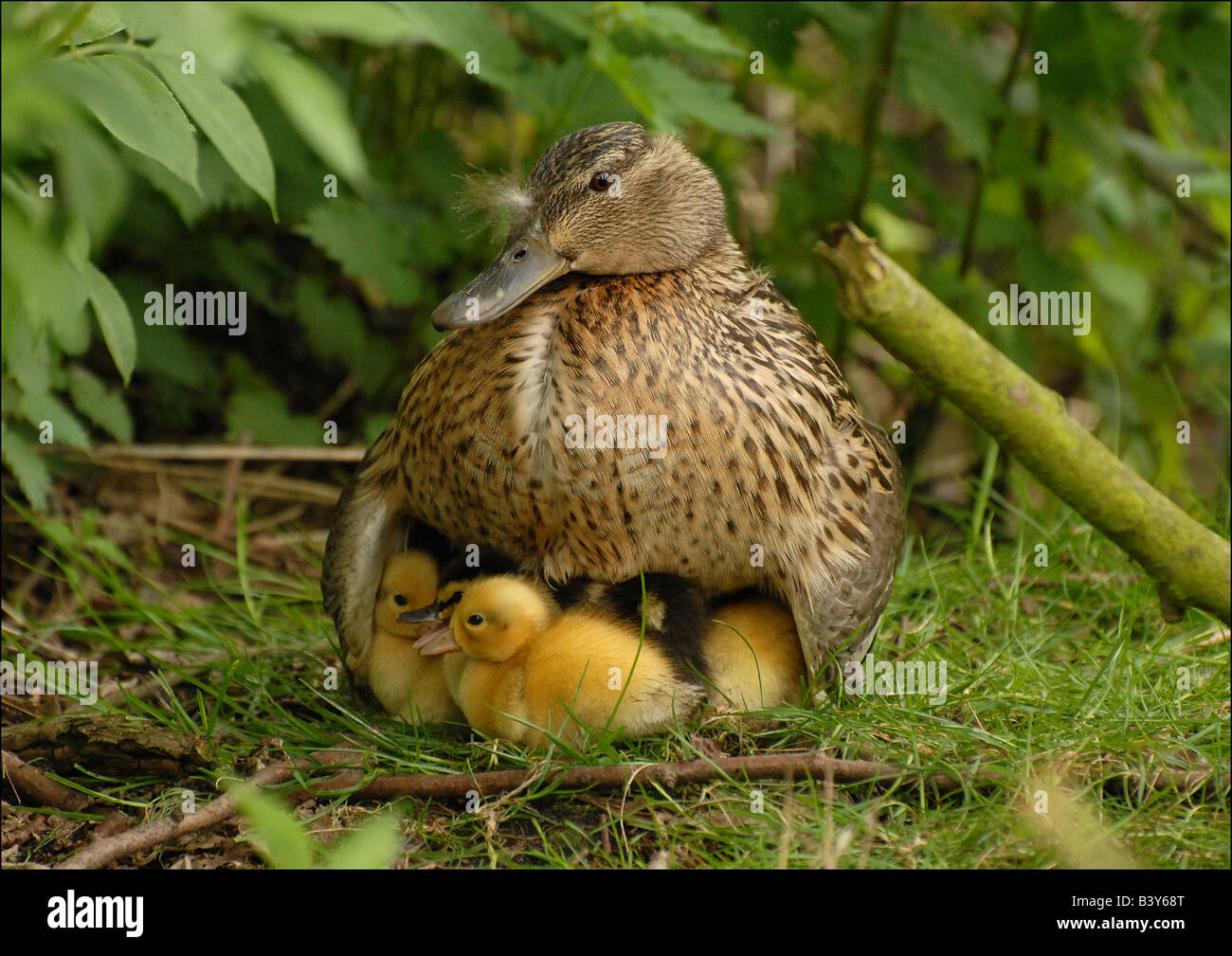Protéger les canetons colvert femelle sous ses ailes Photo Stock - Alamy
