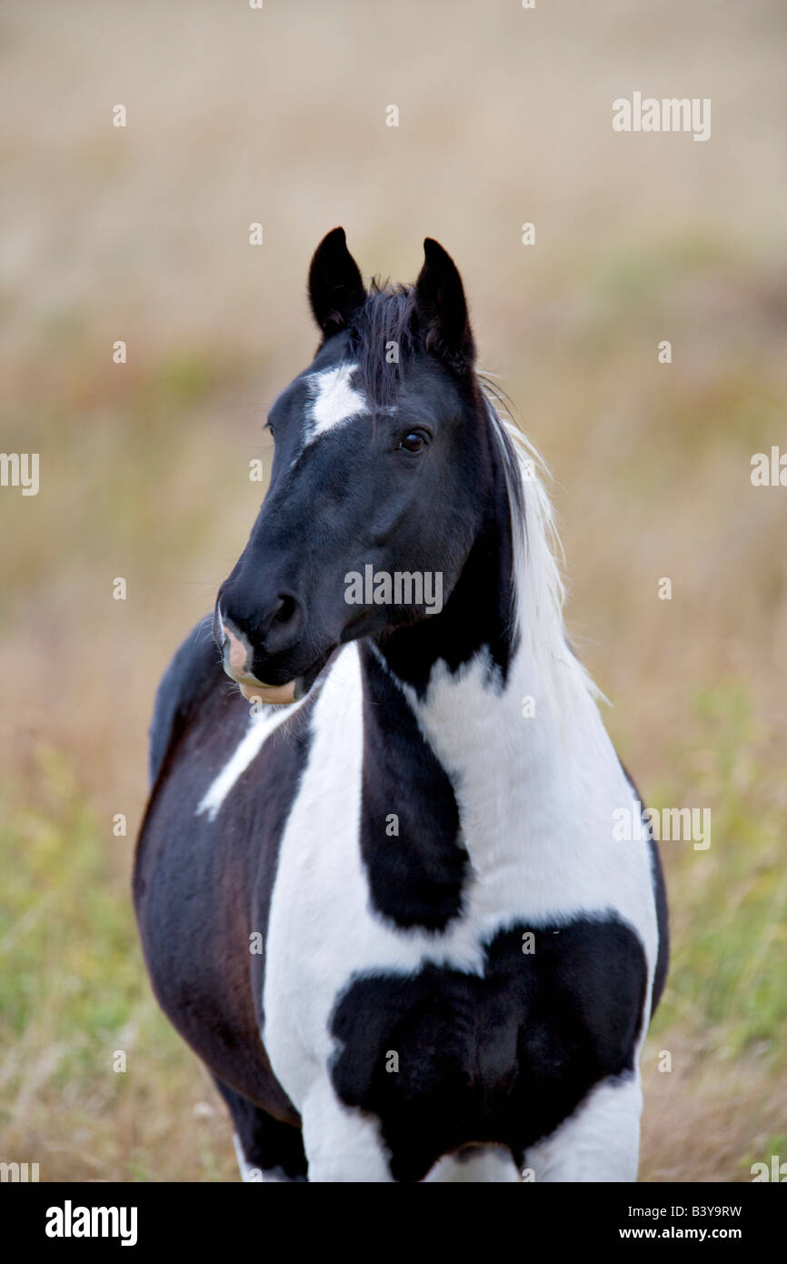 Cheval noir et blanc Banque de photographies et d’images à haute ...