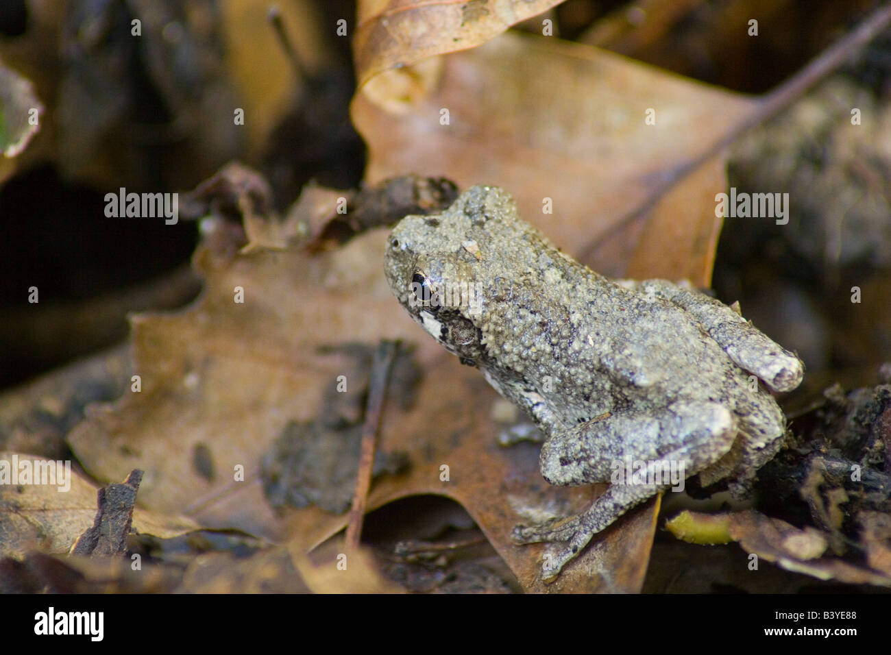 Hyla Versicolor Banque d'image et photos - Alamy