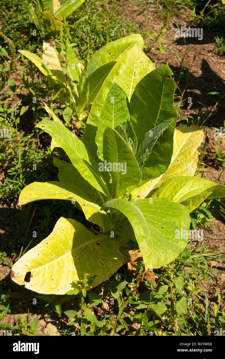 Champ de tabac de la virginie Banque de photographies et d’images à ...