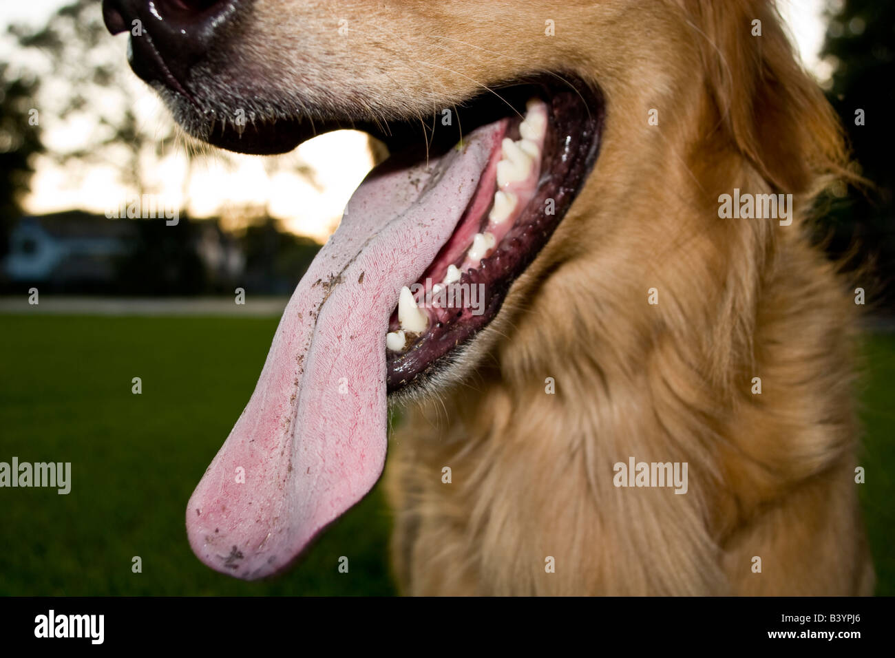 Golden Retriever Langue géant Photo Stock - Alamy