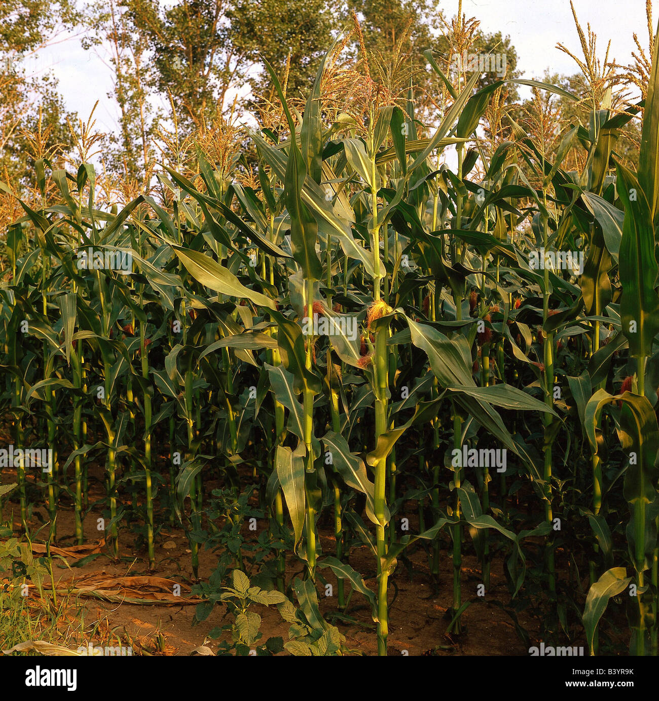 La botanique, le maïs (Zea mays), Téosintes, les fiches, avec panicules ...