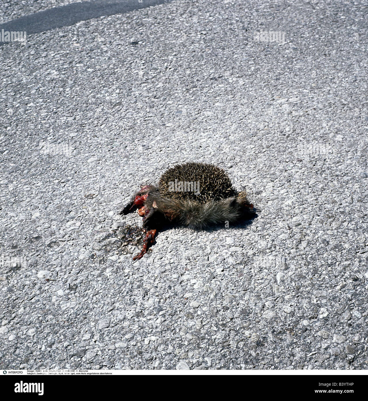Zoologie / animaux, Mammifères Mammifères /, hérisson, (Erinaceus ...