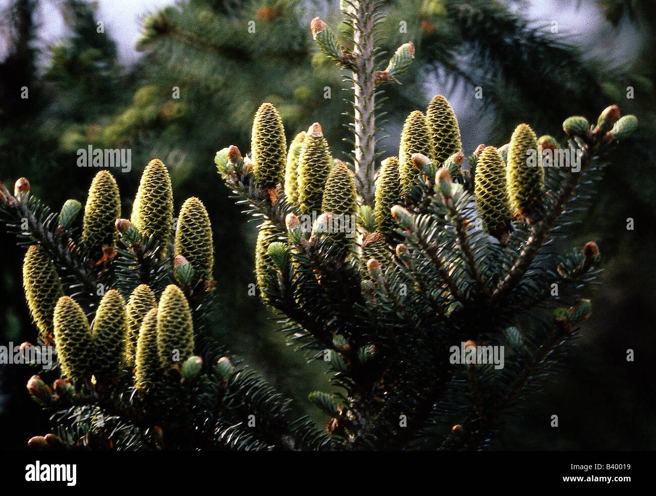 Fir abies cones conifers pinaceae Banque de photographies et d’images à ...