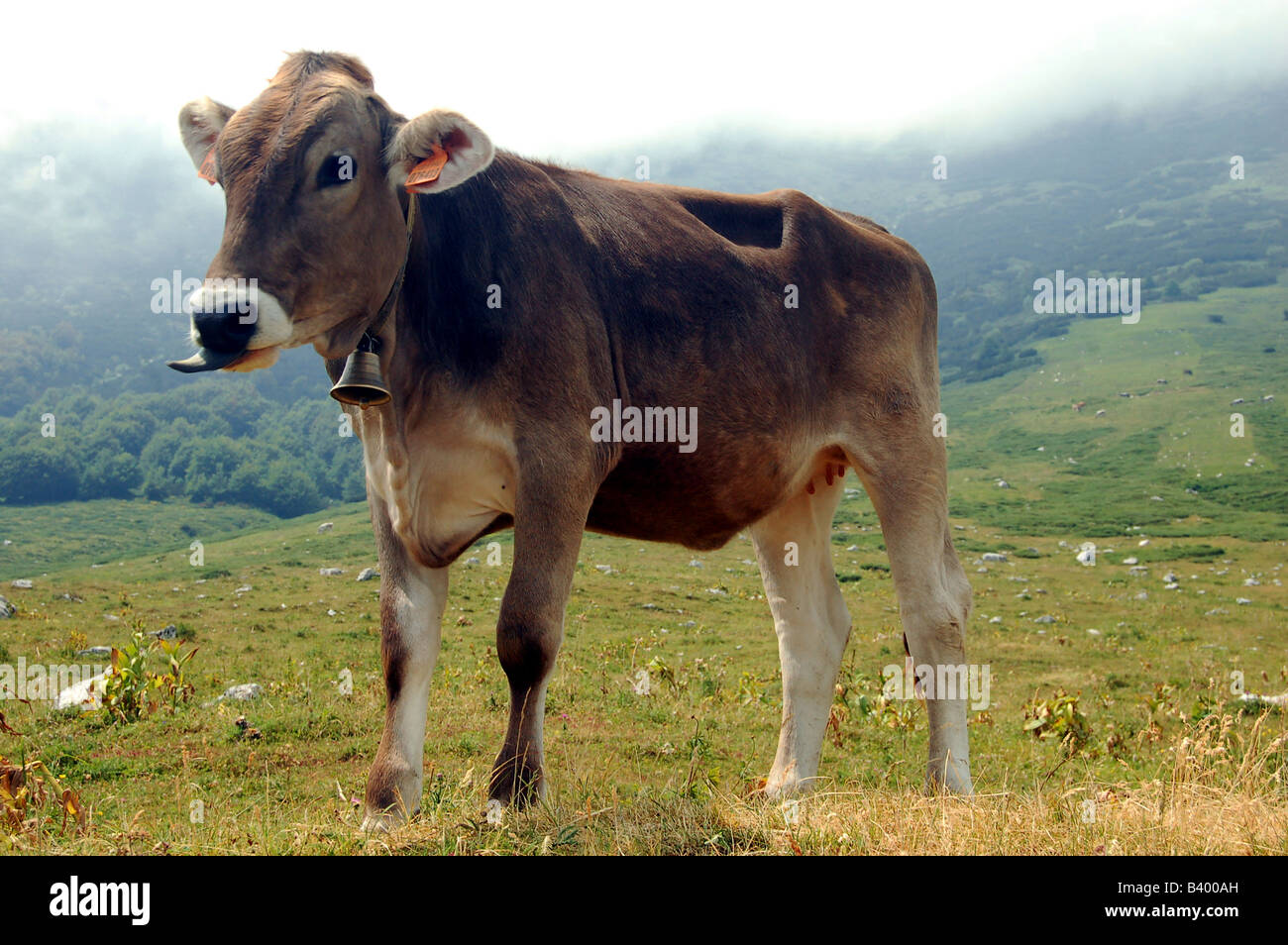 Langue de vache Banque de photographies et d’images à haute résolution ...