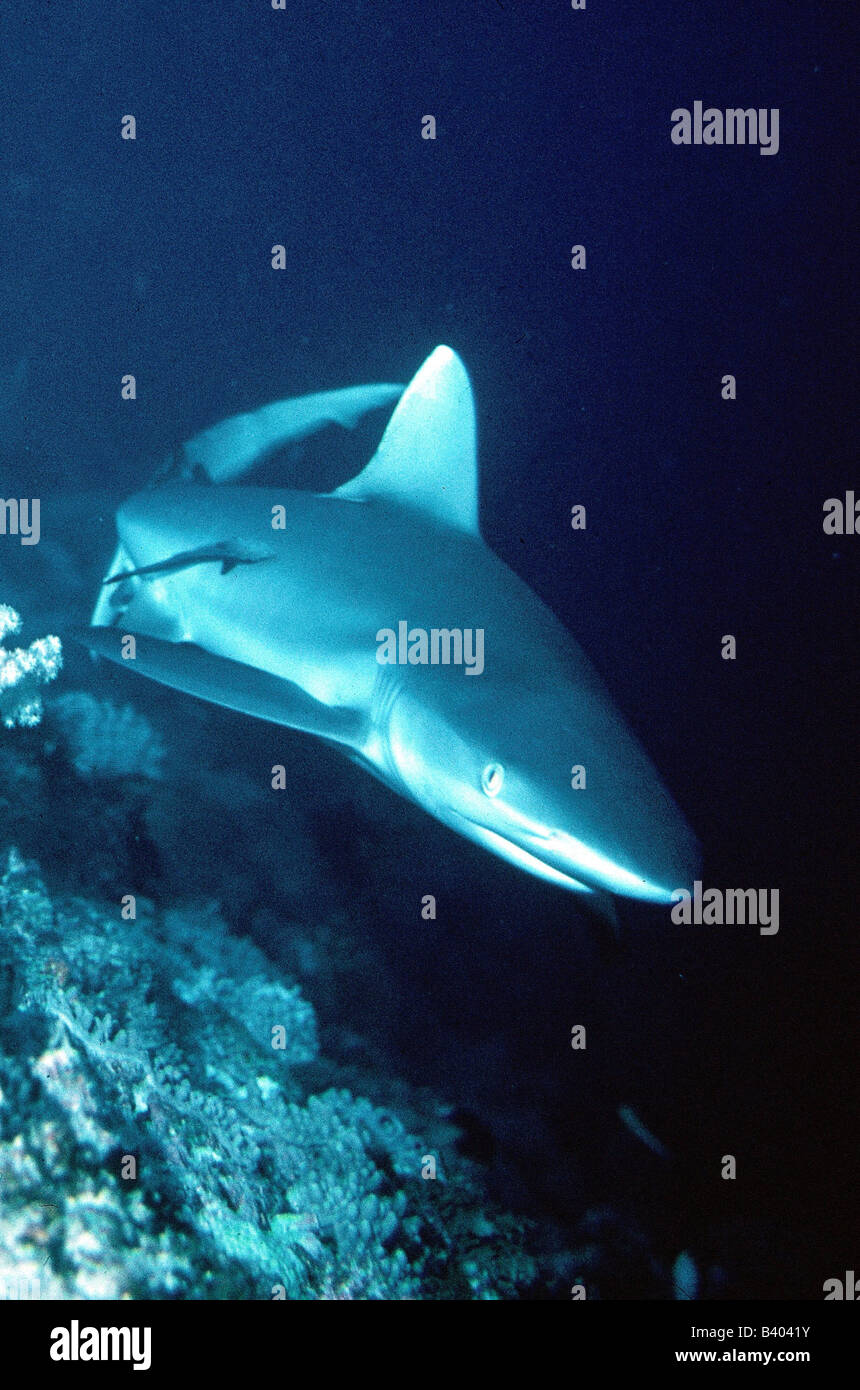 Zoologie / animaux, poissons, requins, requin, (Carcharhinus sp), photo ...