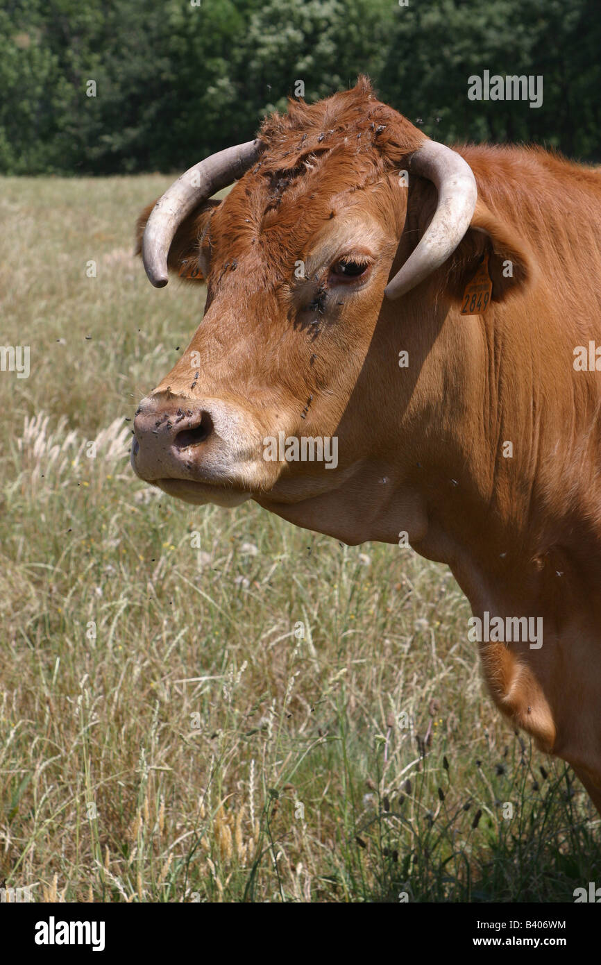 Vache laitière la tête brune face libre. Avec l'oreille tag Charentaise ...