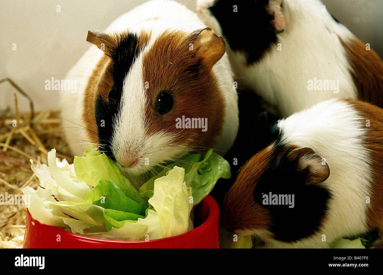 Zoologie / animaux, Mammifères Mammifères /, cobayes, domestiques, de ...