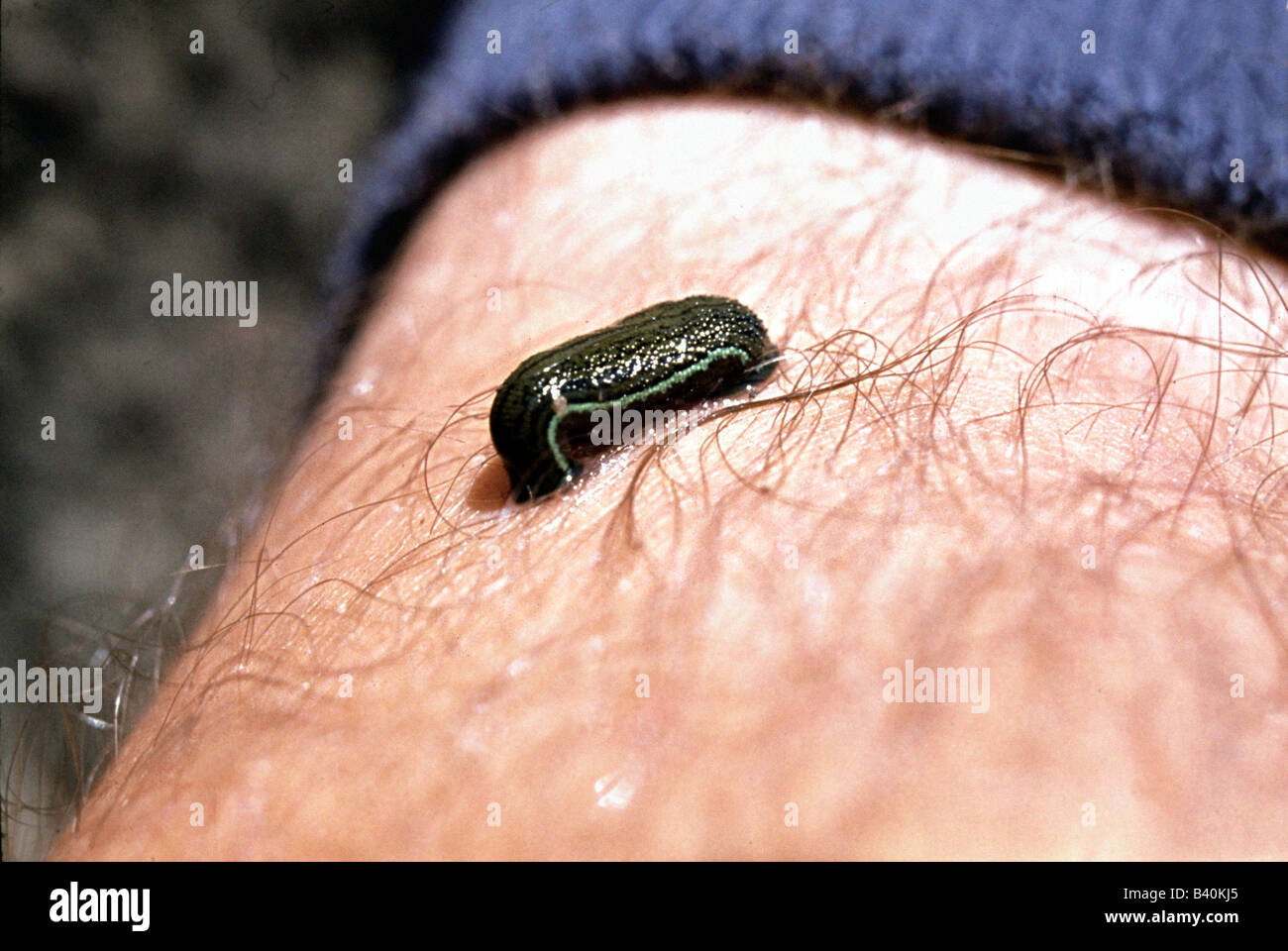 Sangsue hirudinea Banque de photographies et d’images à haute ...