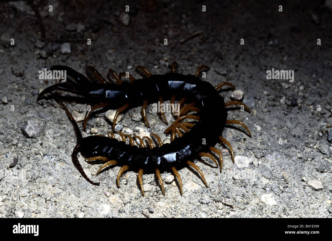 Zoologie / animaux, Myriopodes, géant d'Amazonie, centipede ...