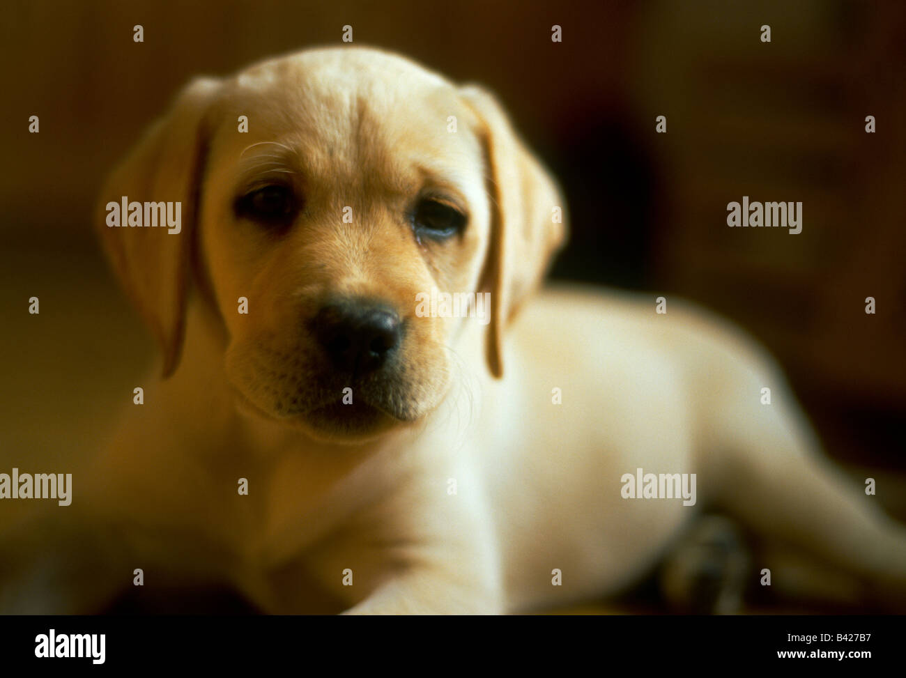 Andrex puppy Banque de photographies et d’images à haute résolution - Alamy