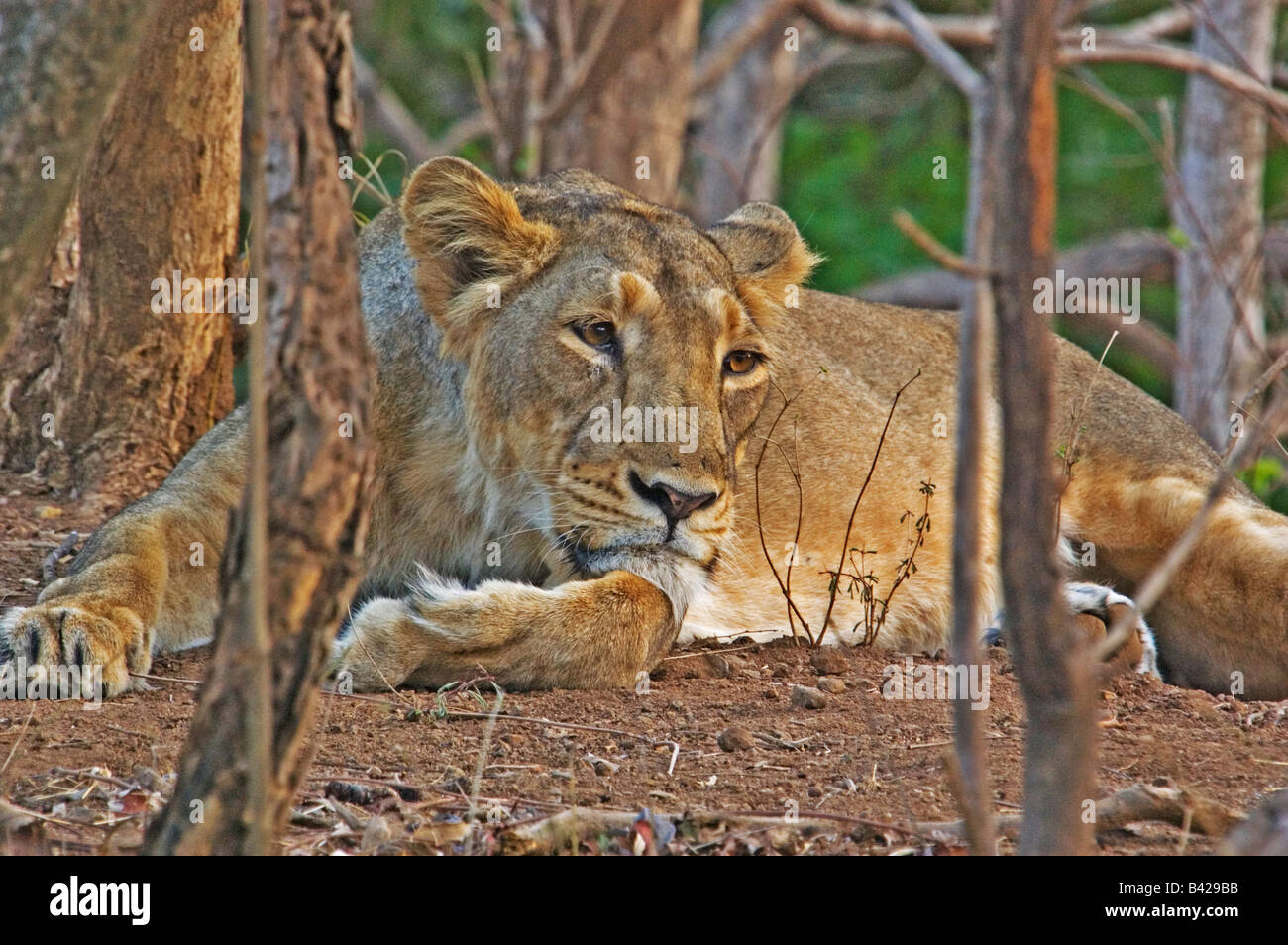 Lion et lionne Banque de photographies et d’images à haute résolution ...