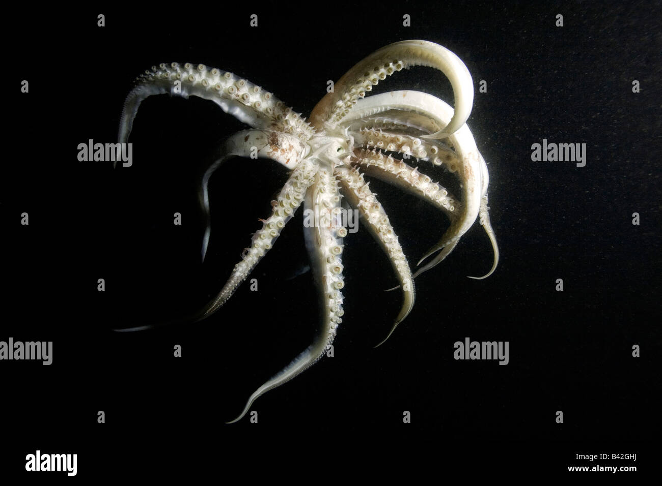 Le calmar de Humboldt calmars géants Dosidicus gigas de nuit Mer de ...